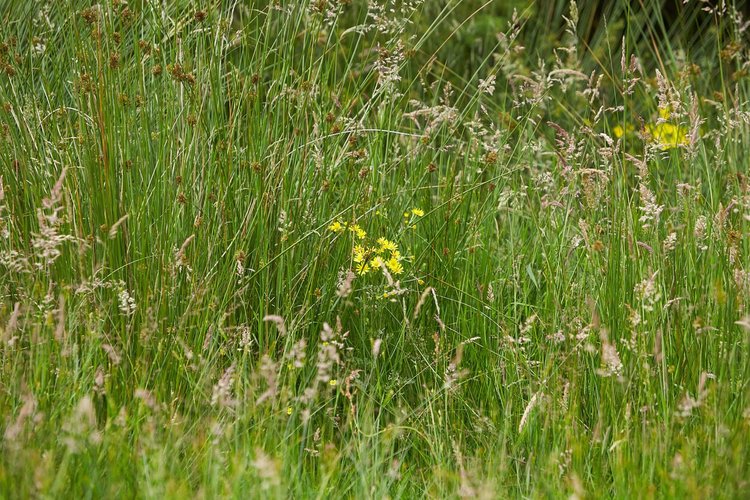 Texas & Beyond: The Best Pasture Grasses in the Region