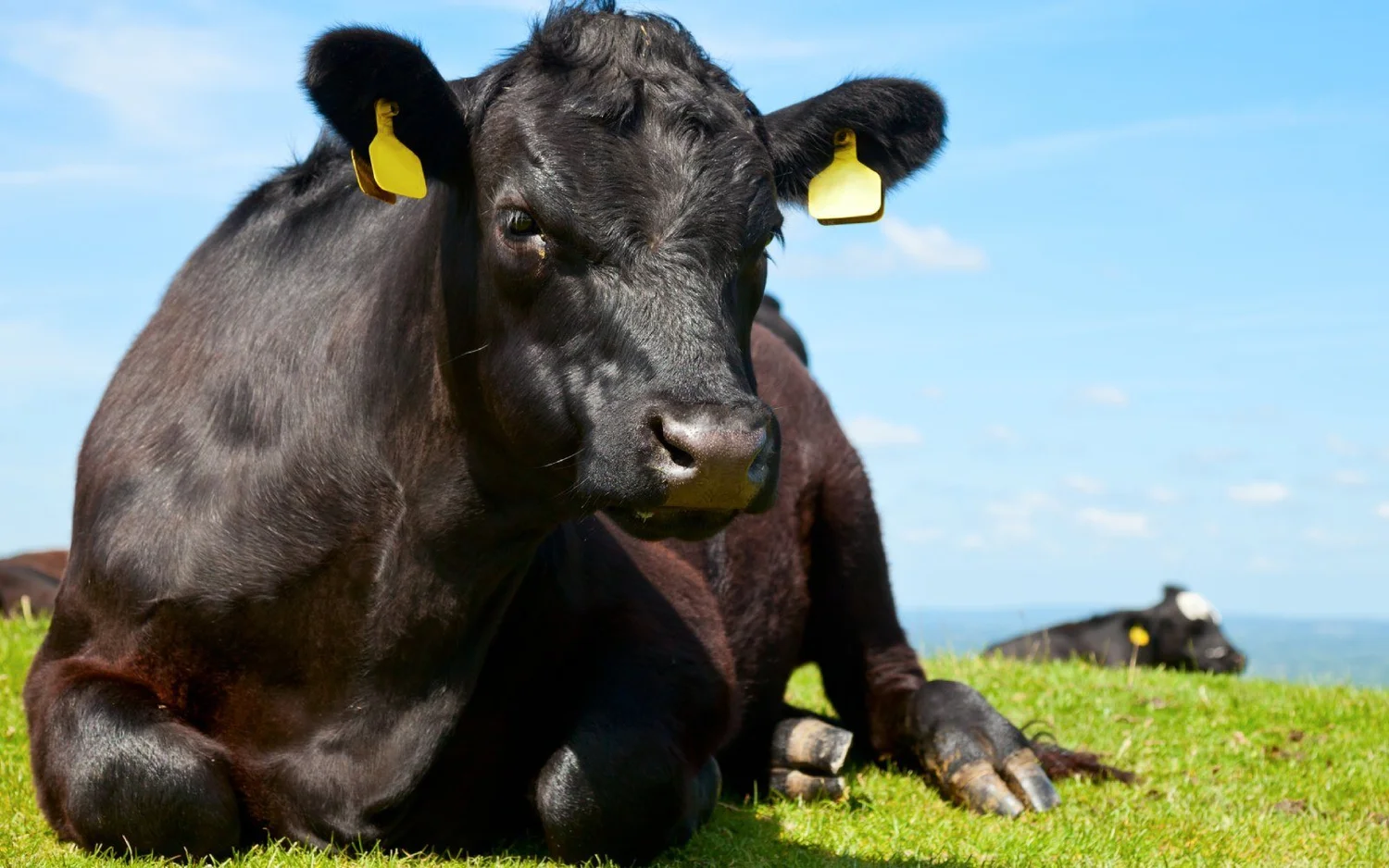 The 7 Most Popular Cattle Breeds in Texas