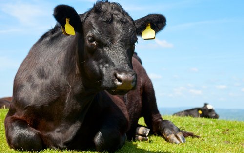 The 7 Most Popular Cattle Breeds in Texas