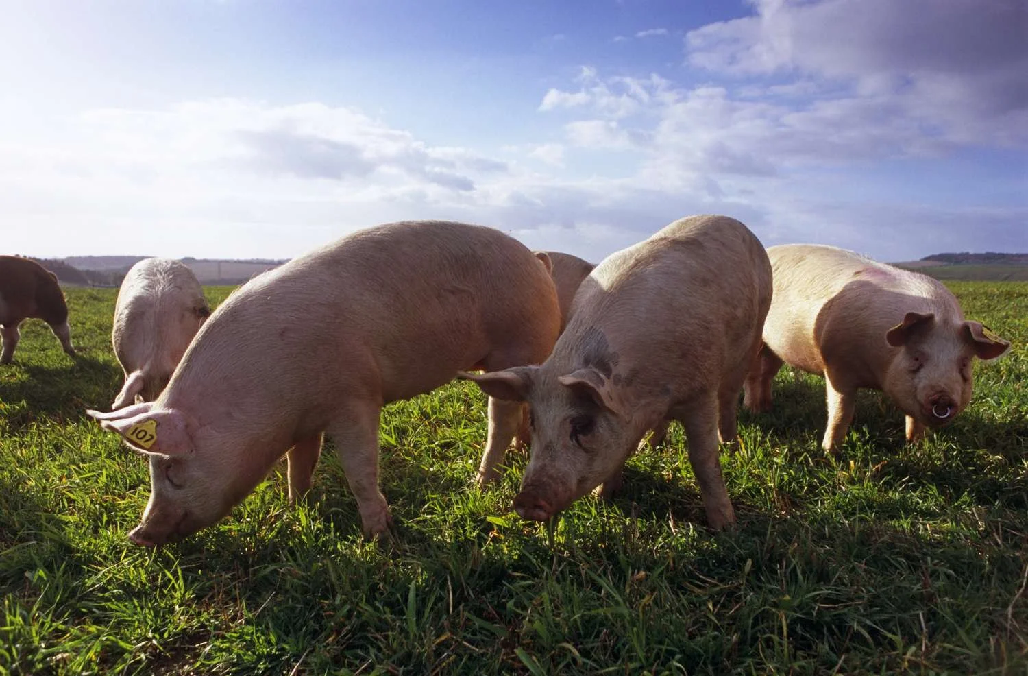 Forage Options for Pastured Pigs | The Benefits of Raising Healthier ...