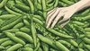 5 Tasty Green Beans Substitutes to Elevate Your Recipes