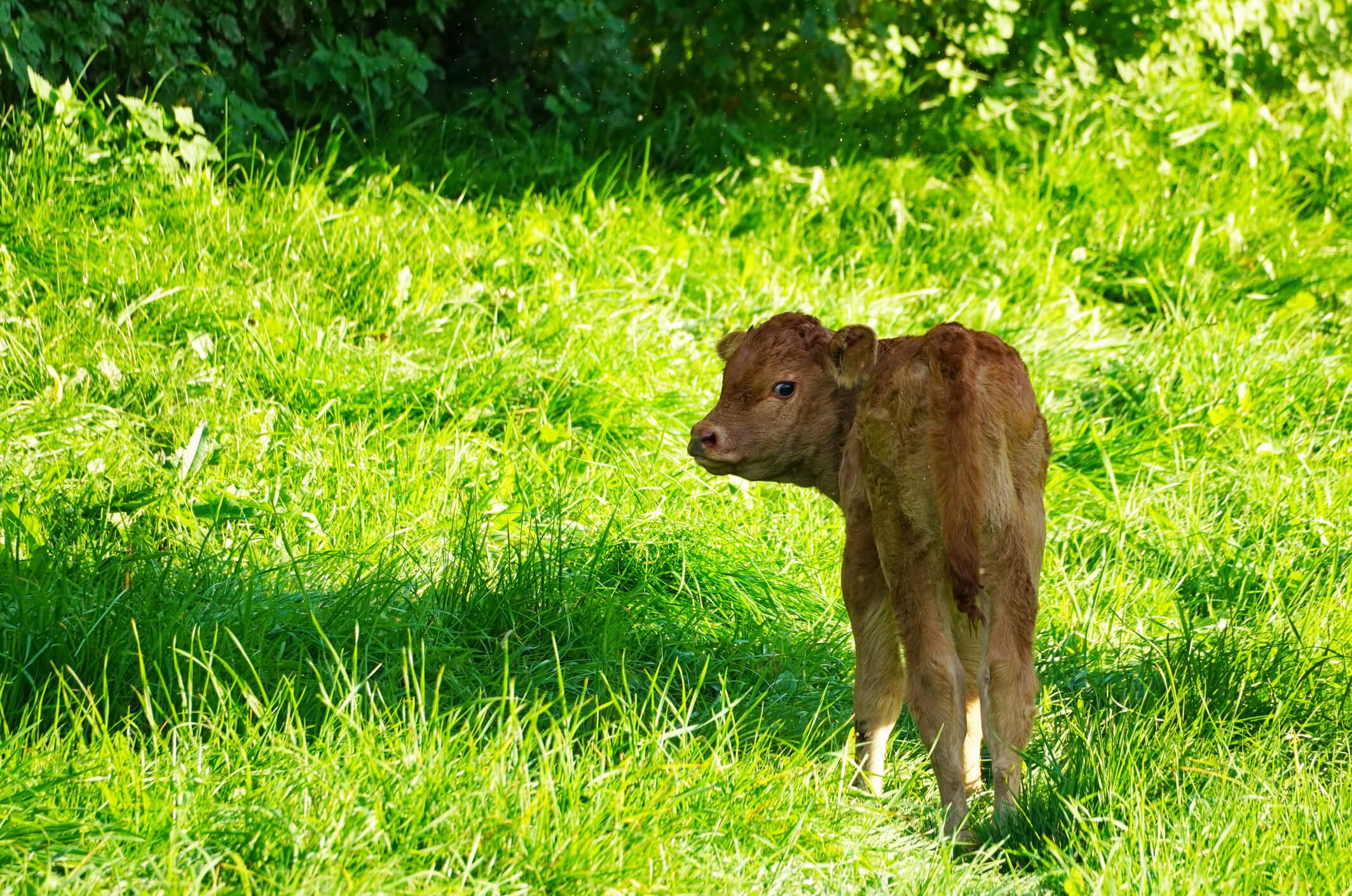 Miniature Cattle: Perfect Bovines for Small Farms and Big Hearts!