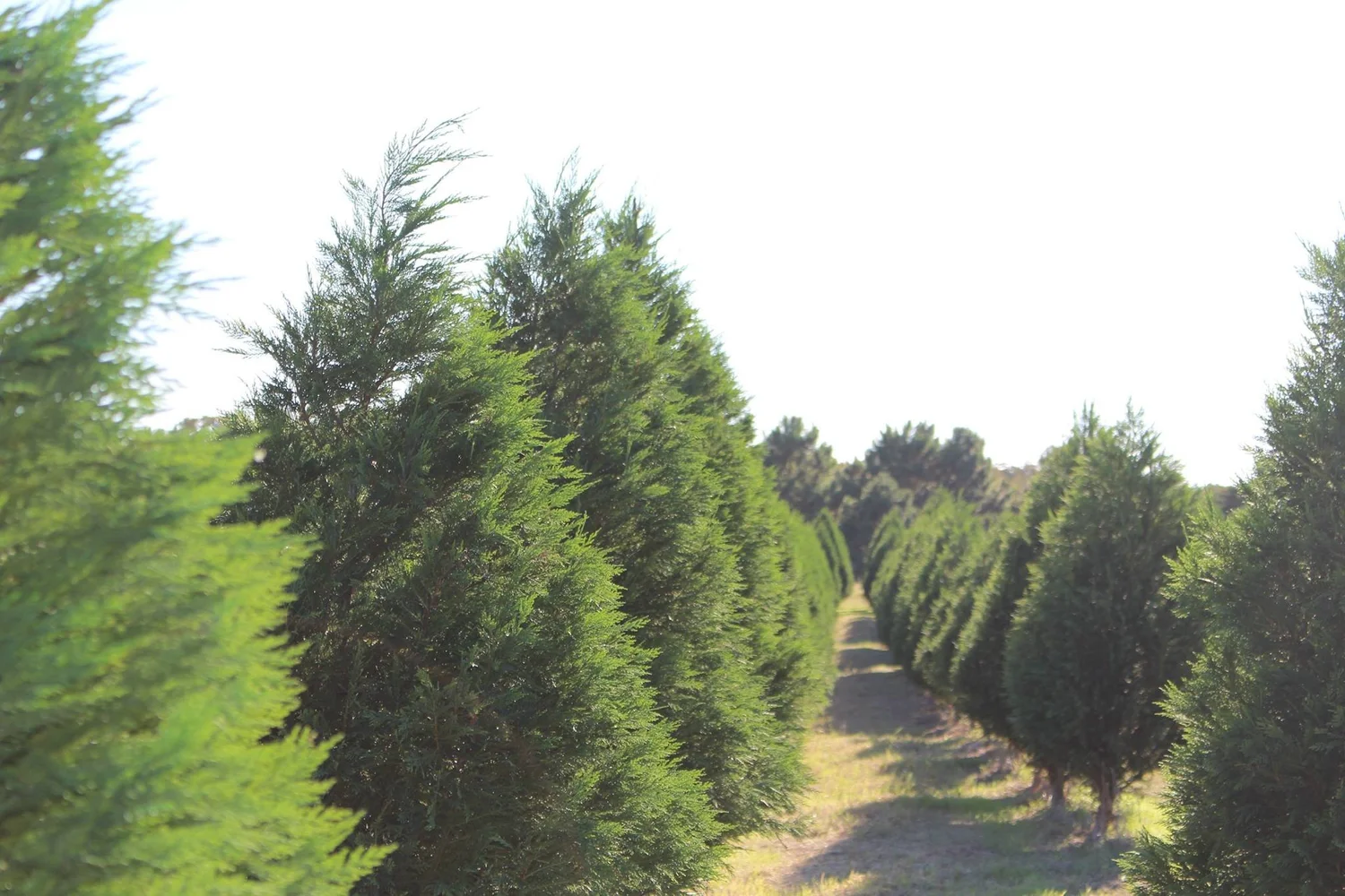 Updated 2023: Best Christmas Tree Farms in Texas | A Guide for the Holidays