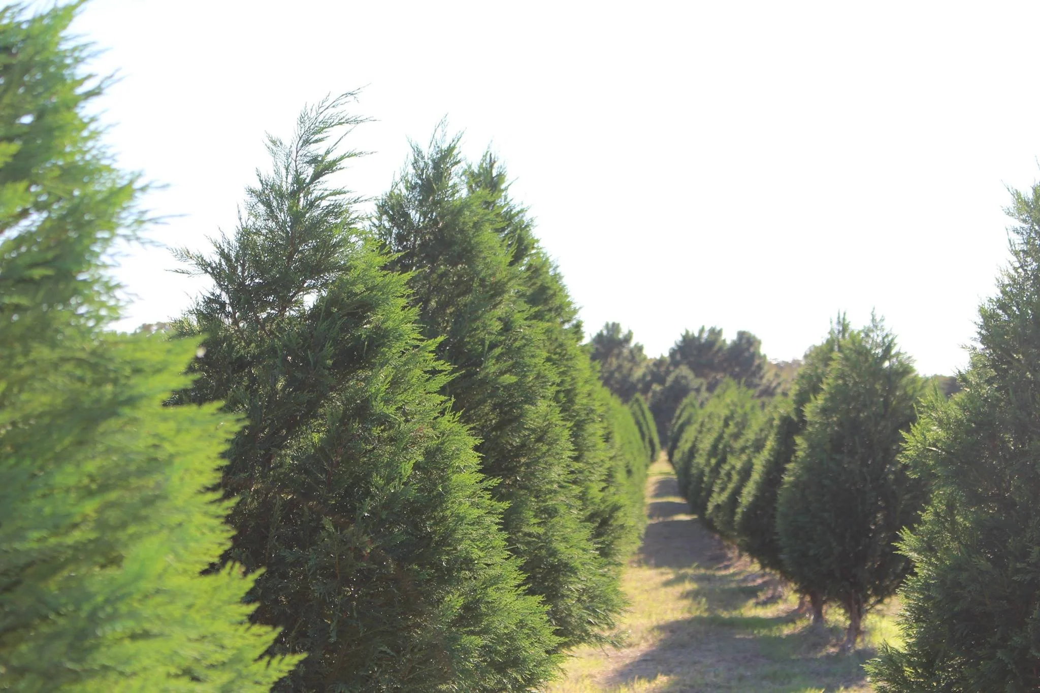 Updated 2023: Best Christmas Tree Farms in Texas | A Guide for the Holidays