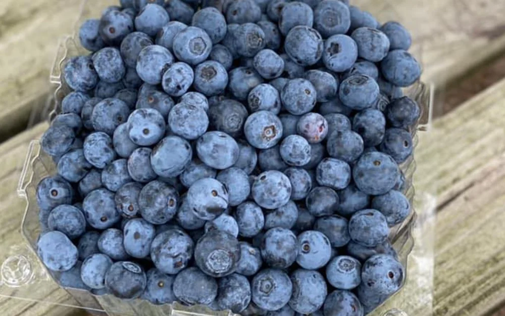 Best Texas U-Pick Farms For Blueberry Picking | Family Fun!