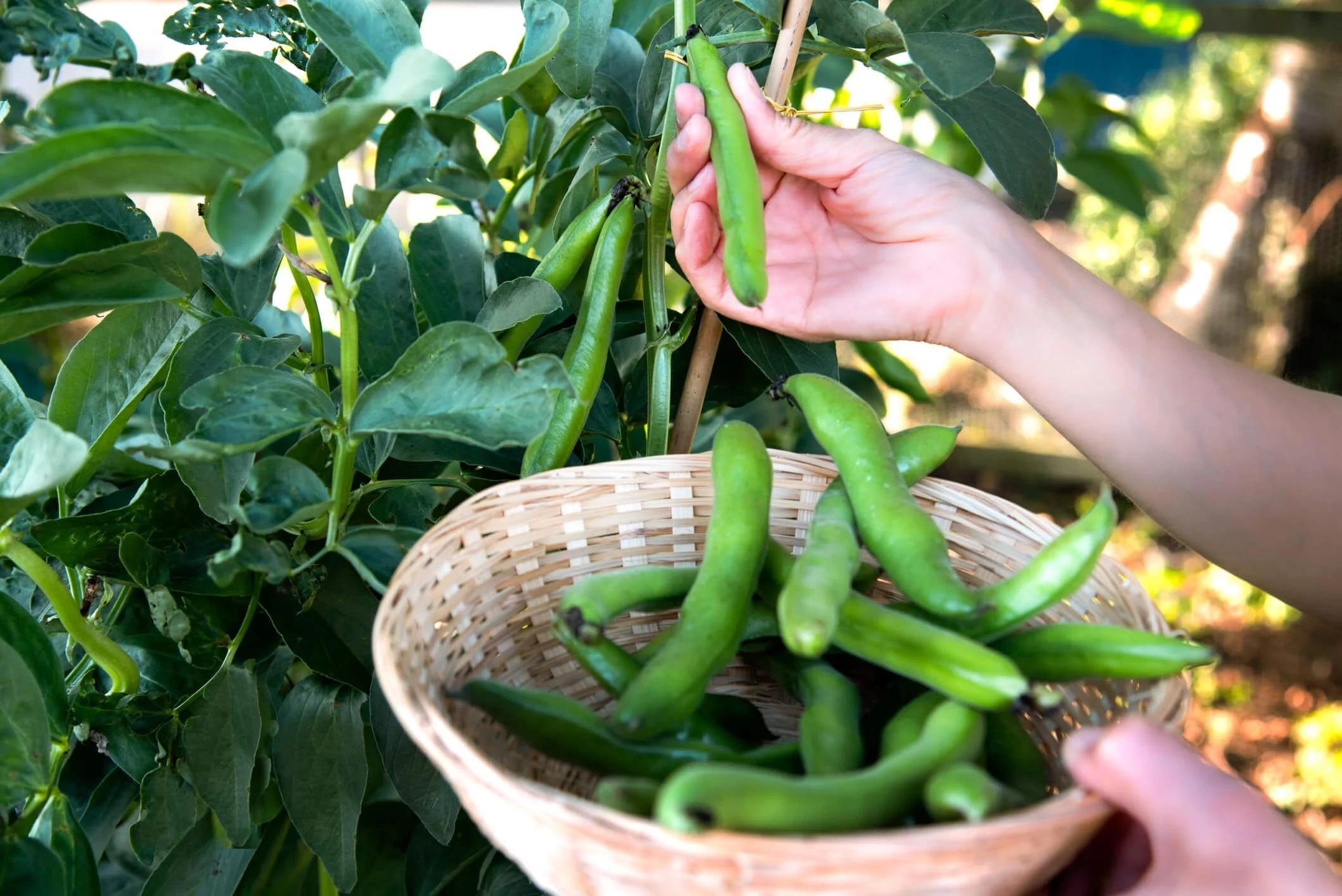 How to Grow Beans