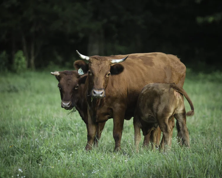 Raising Dexter Cattle: A Comprehensive Guide for Beginners