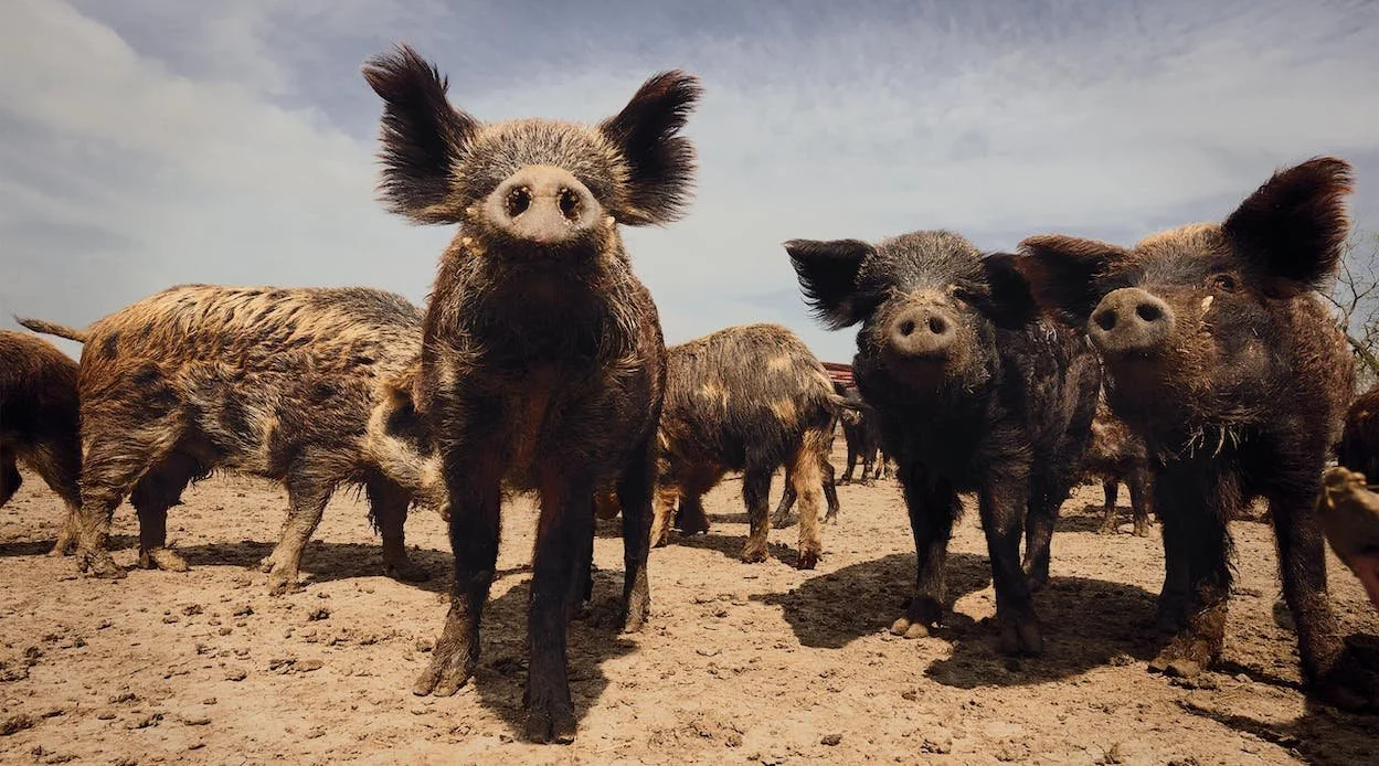 Can You Eat Feral Hogs in Texas? A Quick Guide