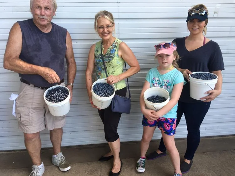 Best Texas U-Pick Farms For Blueberry Picking | Family Fun!