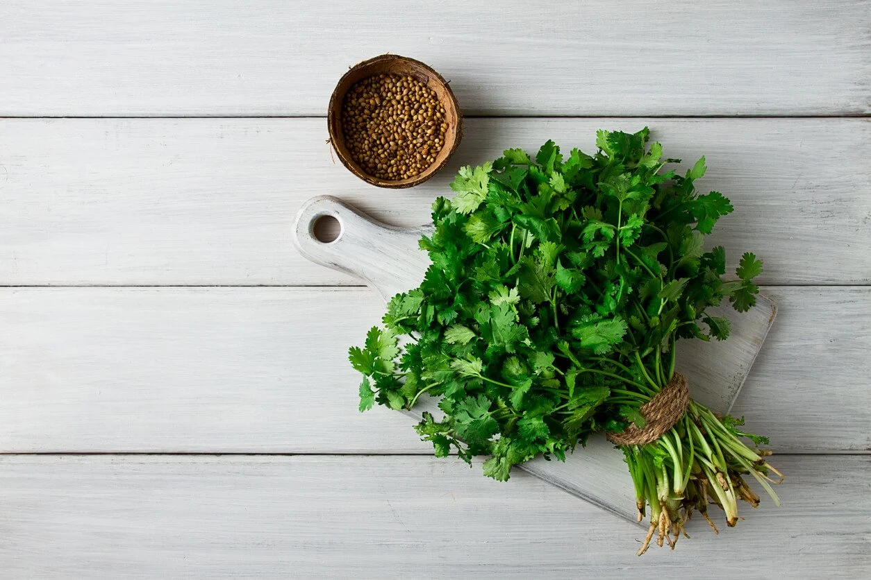 A Seasonal Guide on Cilantro and Coriander for Herb Lovers | Uncover ...