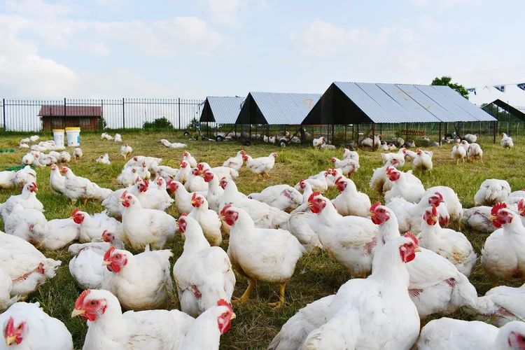 7 Texas Chicken Farms for Pastured Farm Fresh Eggs & Poultry