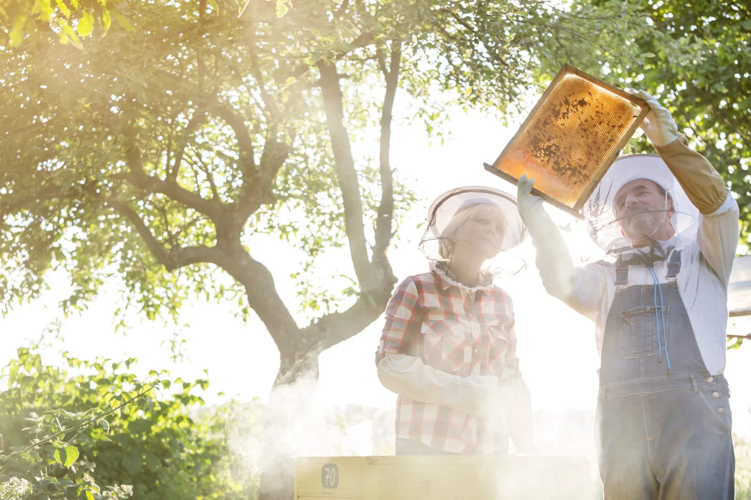 Why Start an Apiary? Learn How to Protect & Pollinate