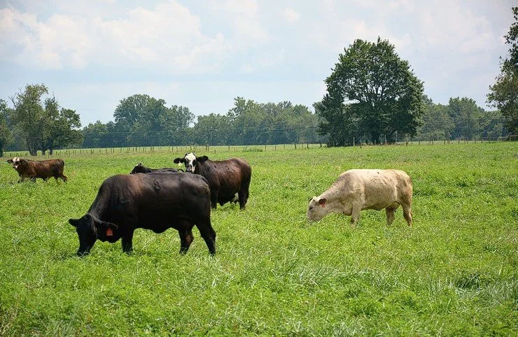 The Best Texas-Raised Beef from Small Family Ranches | Order Now