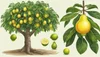 Savoring Citrus Delight: Simple Steps for Enjoying a Pomelo
