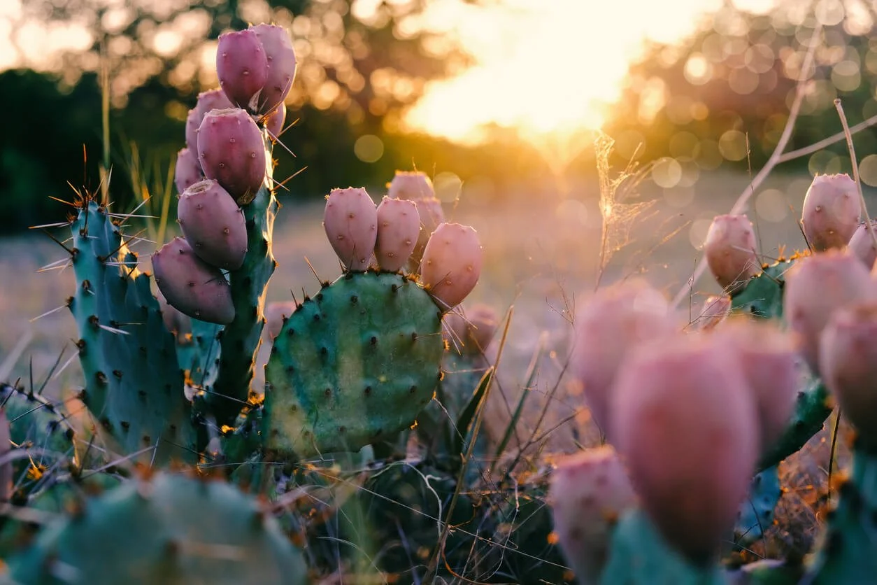 The Humble Prickly Pear - Preparation Tips and More! | Learn How to ...