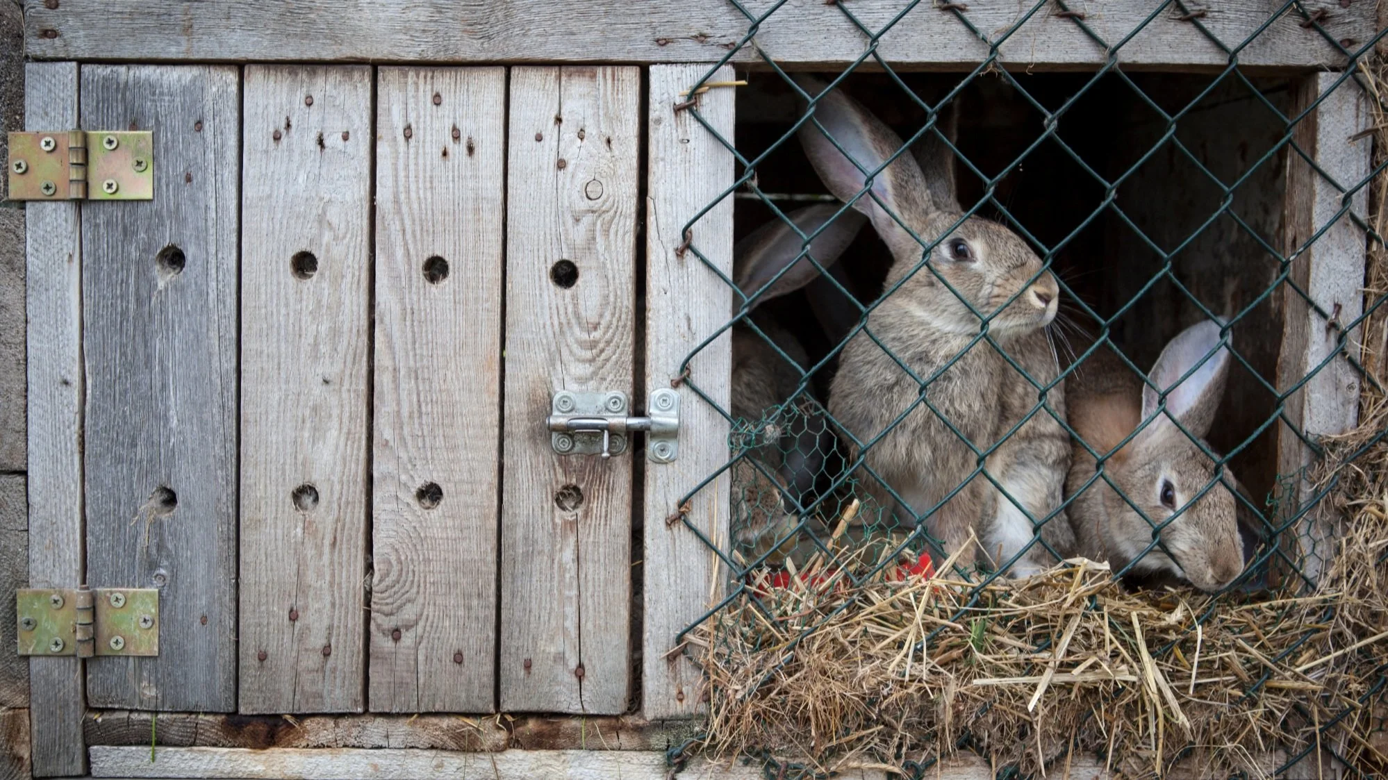 How to Build a Budget Rabbit Hutch | A Comprehensive Guide