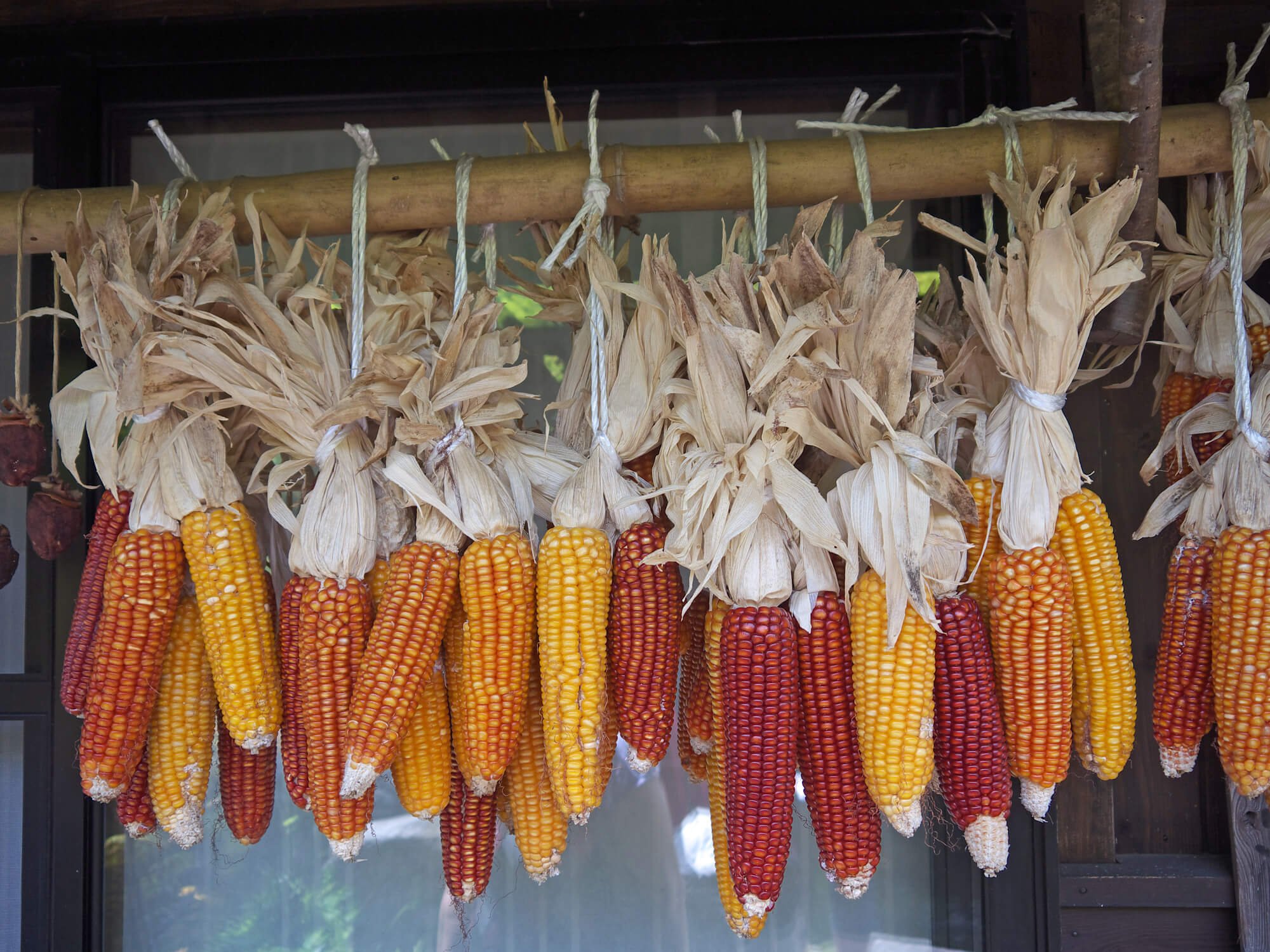 How to Dry Corn: Comprehensive Guide to Preserving Sweet Corn Kernels