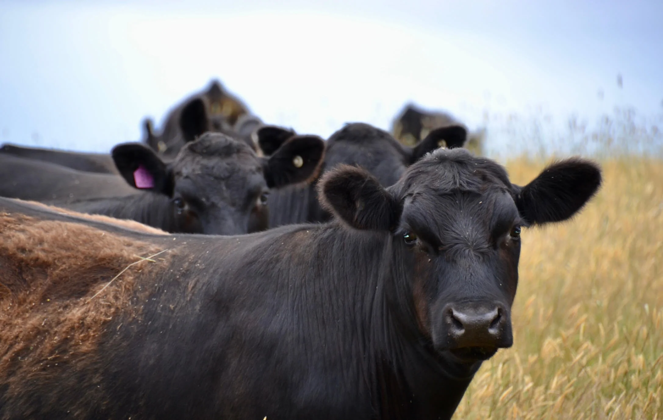 Angus Cattle: Key Characteristics and Benefits for Modern Farming