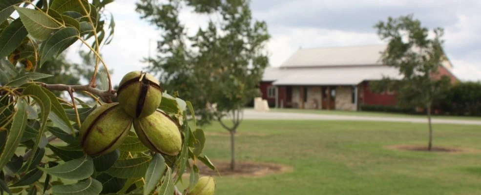The Great Texas Pecan Quest: Unearthing the Lone Star's Nutty Jewels