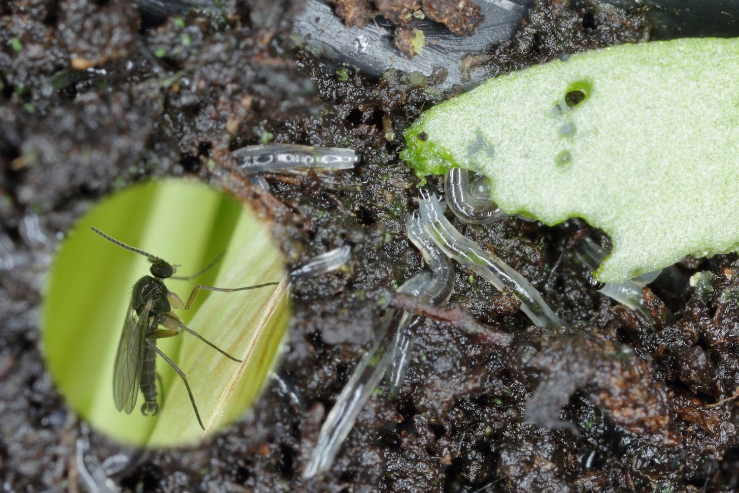 How to Get Rid of Annoying Gnats Without Using Pesticides