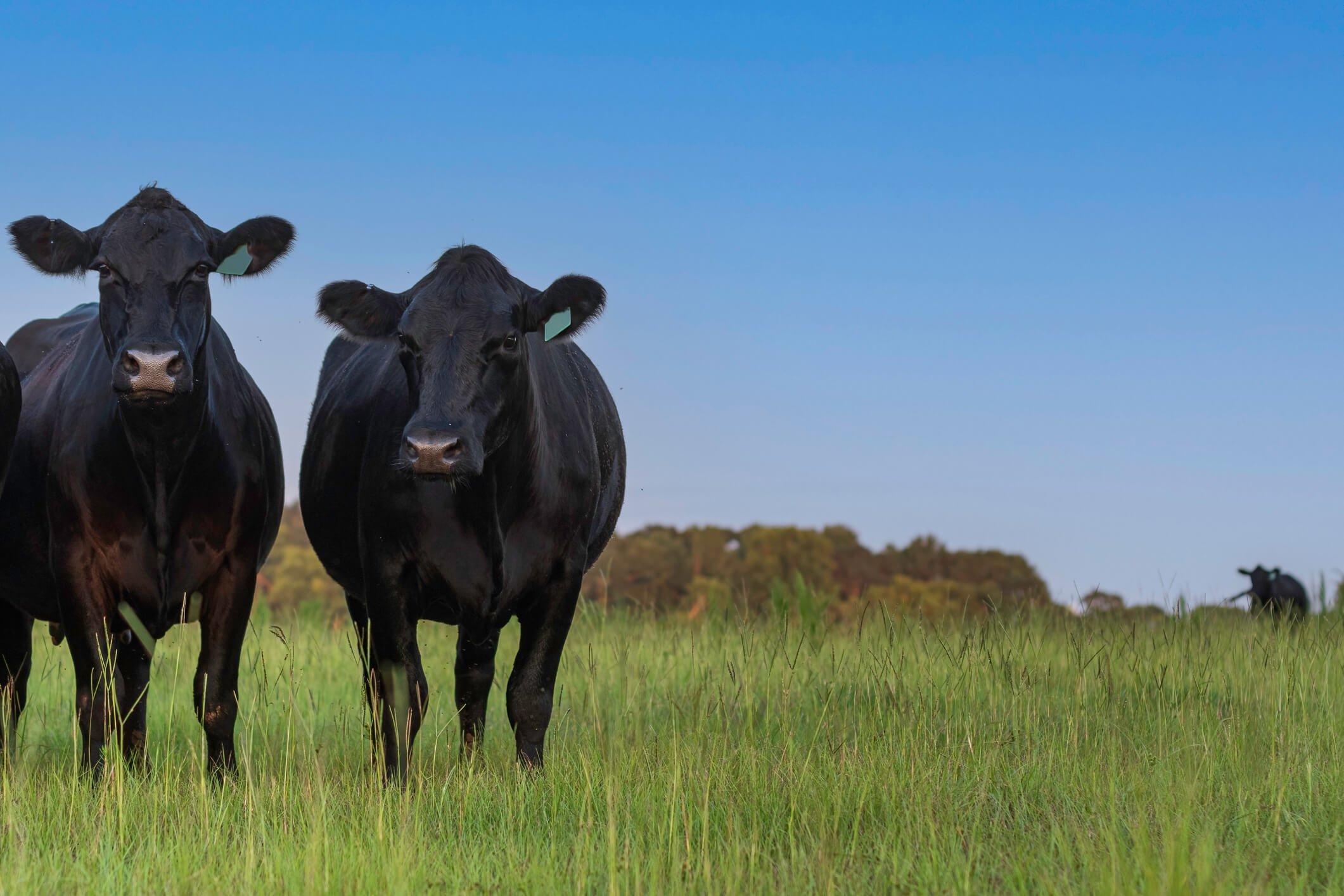 Angus Cattle: Key Characteristics and Benefits for Modern Farming