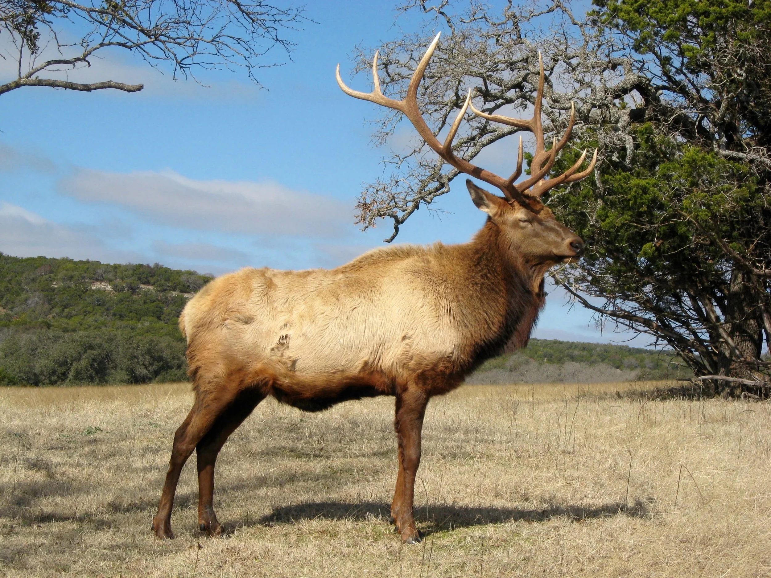 Elk Hunting in Texas: The Guide | Experience the Thrill of Texas Adventure