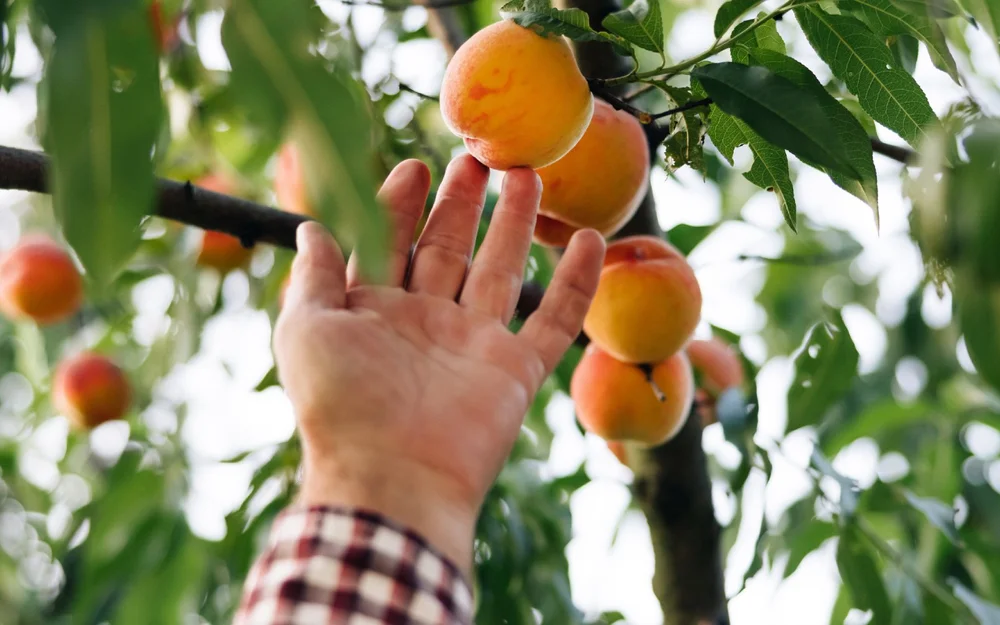 5 Best Peach Farms in Fredericksburg You Should Try