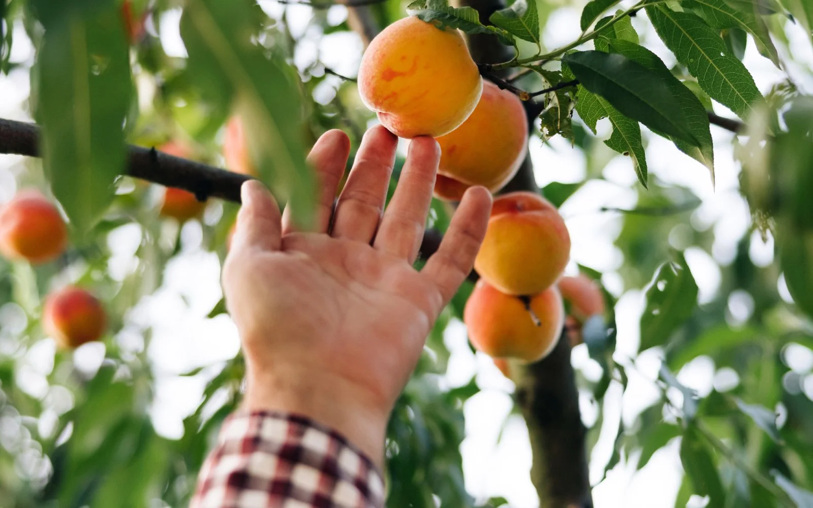 5 Best Peach Farms in Fredericksburg You Should Try