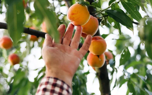 5 Best Peach Farms in Fredericksburg You Should Try