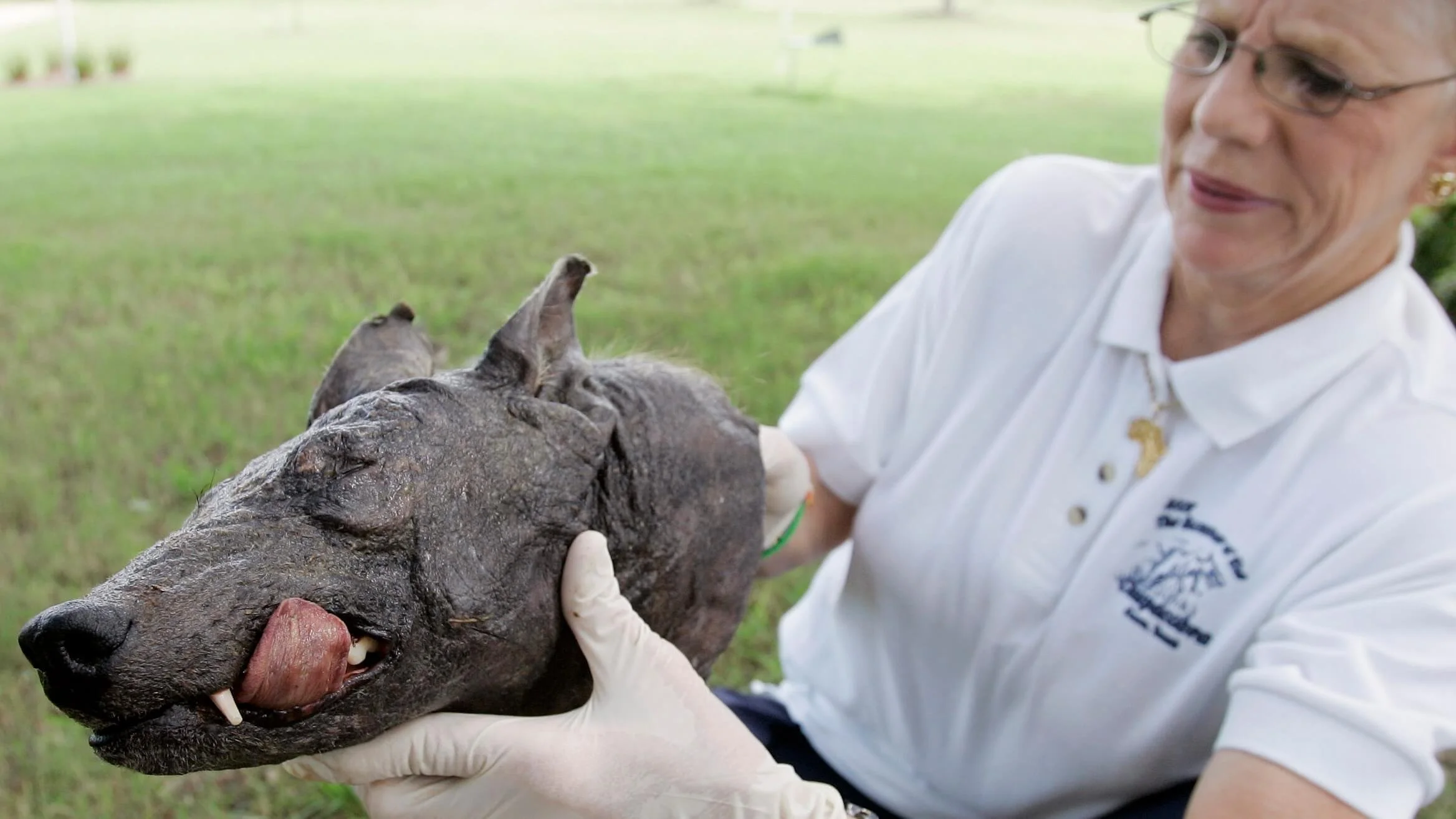 Unveiling the Mystery: The Legend of the Chupacabra and Its Enduring Legacy