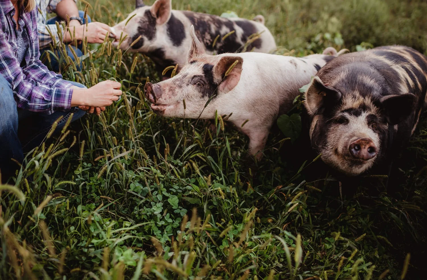 Feeding Pigs Right: Essential Tips on Foods to Avoid