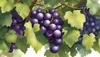 Mastering Ripeness: How to Tell if Muscadine Grapes Are Ripe