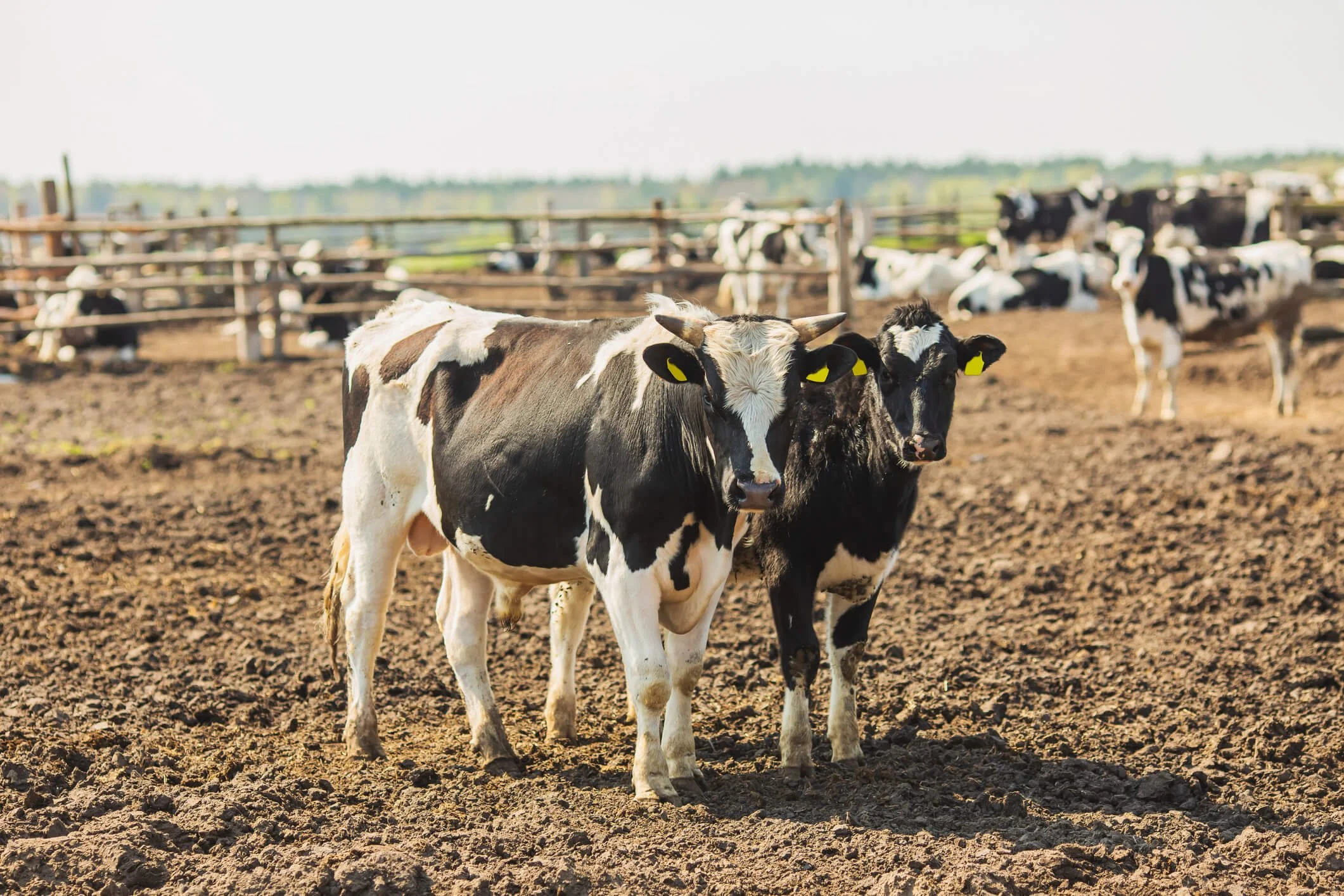 Creating an Optimal Cattle Pasture: Your Expert Guide