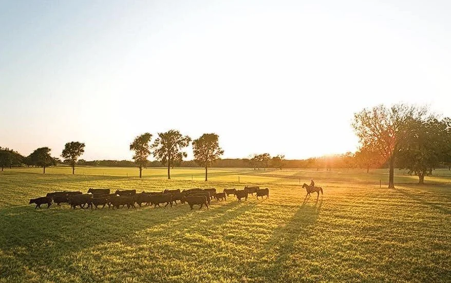 The Best Texas-Raised Beef from Small Family Ranches | Order Now