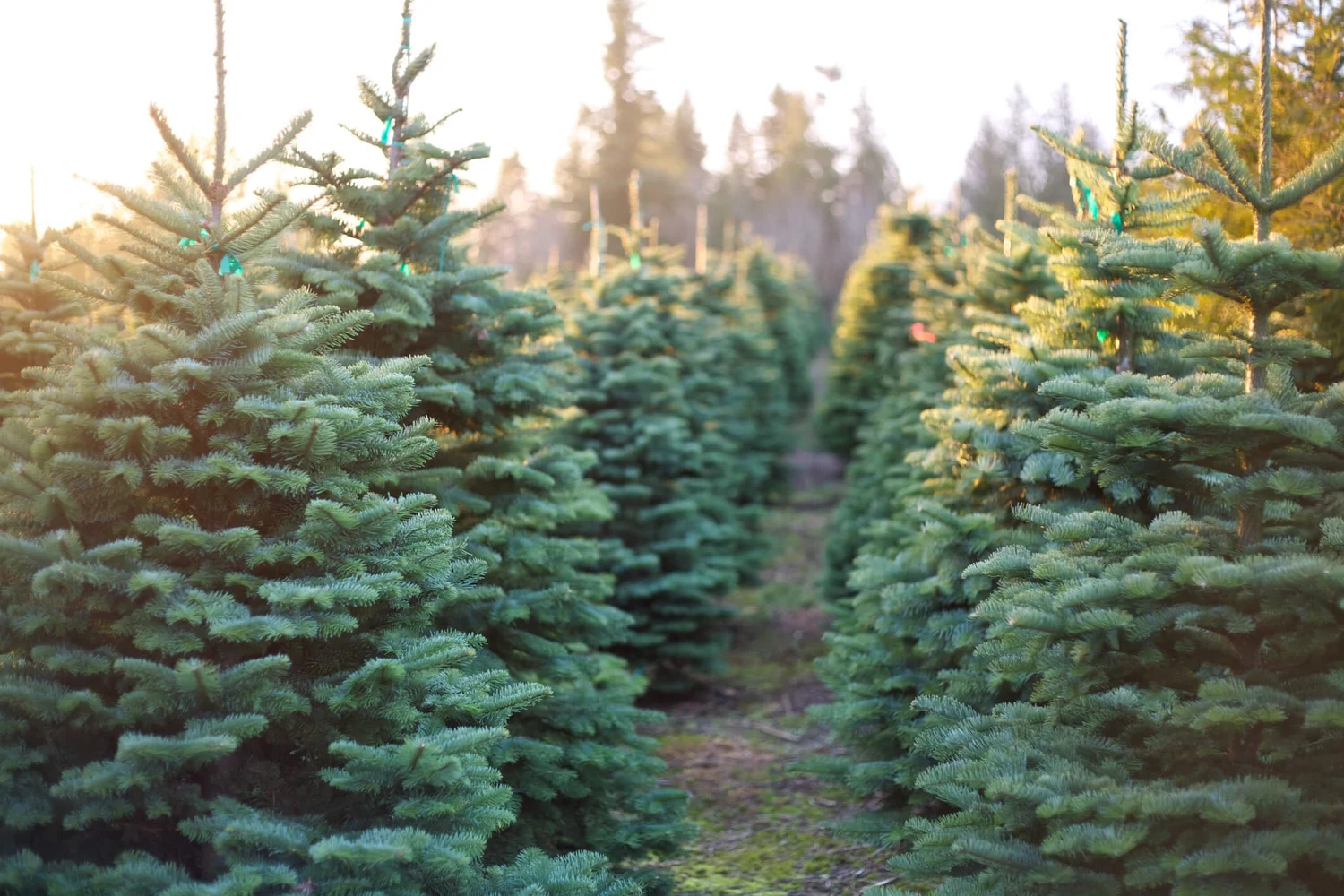 Updated 2023: Best Christmas Tree Farms in Texas | A Guide for the Holidays