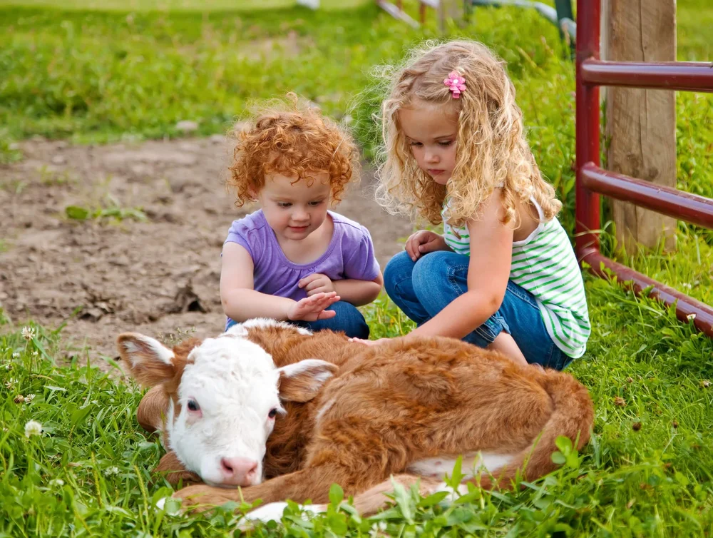 Miniature Cattle: Perfect Bovines for Small Farms and Big Hearts!