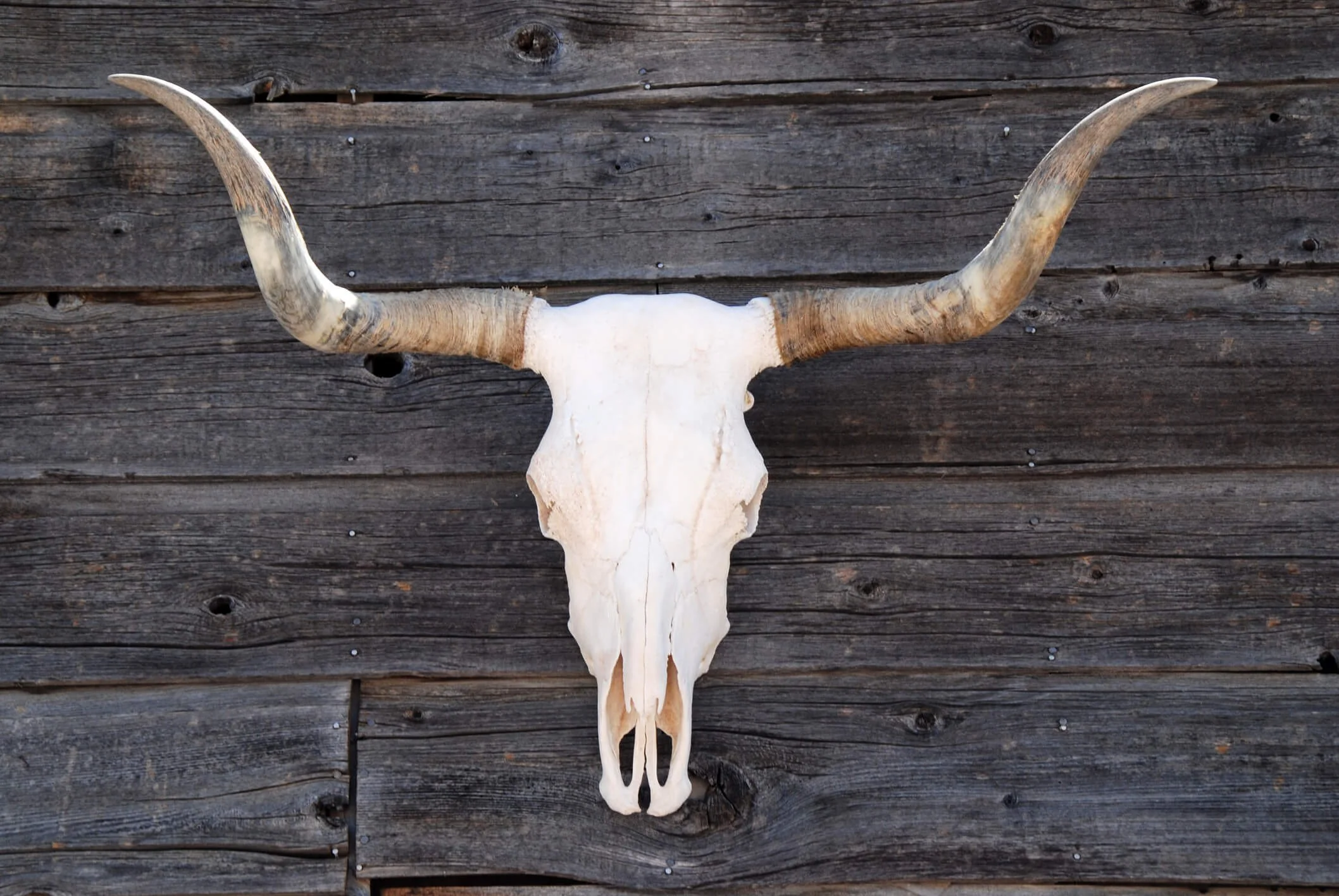 Texas Longhorn Cattle: A Comprehensive Guide to Raising and Management
