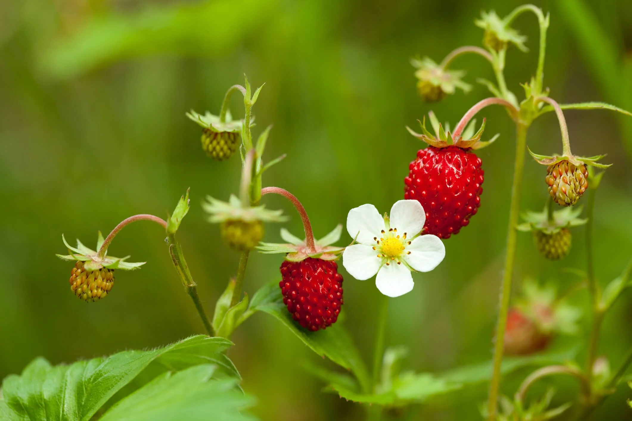 Foraging Fun: Finding Edible Wild Berries in Texas | An Outdoor Adventure!