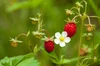 Foraging Fun: Finding Edible Wild Berries in Texas | An Outdoor Adventure!