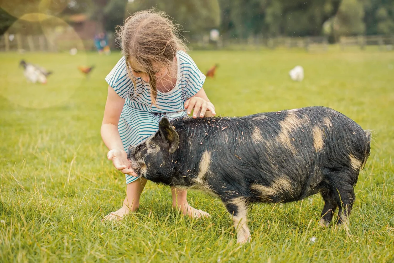 Forage Options for Pastured Pigs | The Benefits of Raising Healthier ...