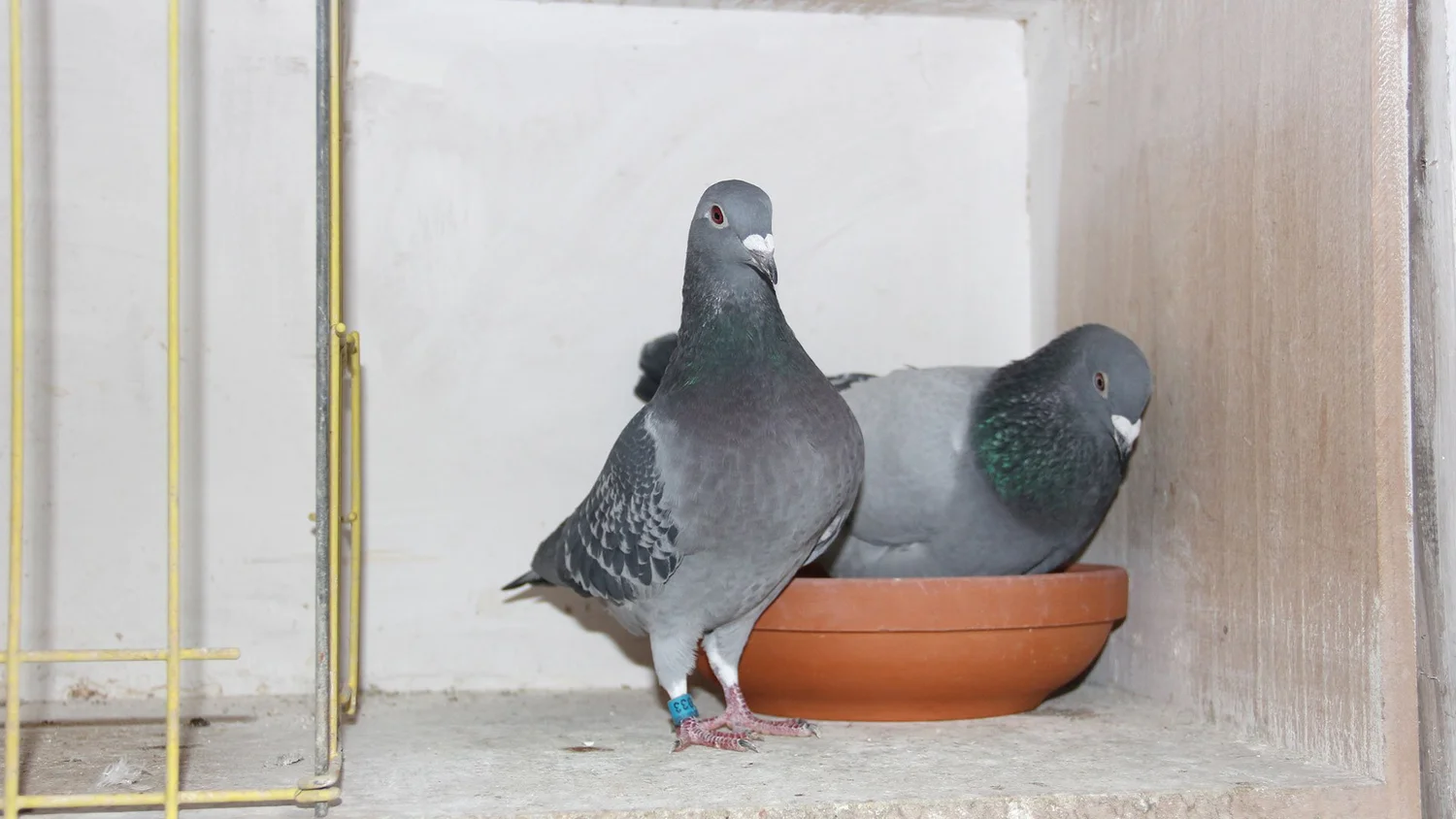 A Comprehensive Guide on Raising Pigeons for Meat