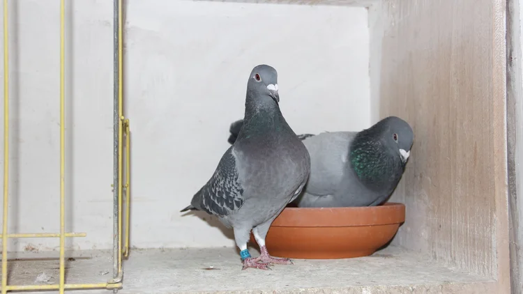 A Comprehensive Guide on Raising Pigeons for Meat