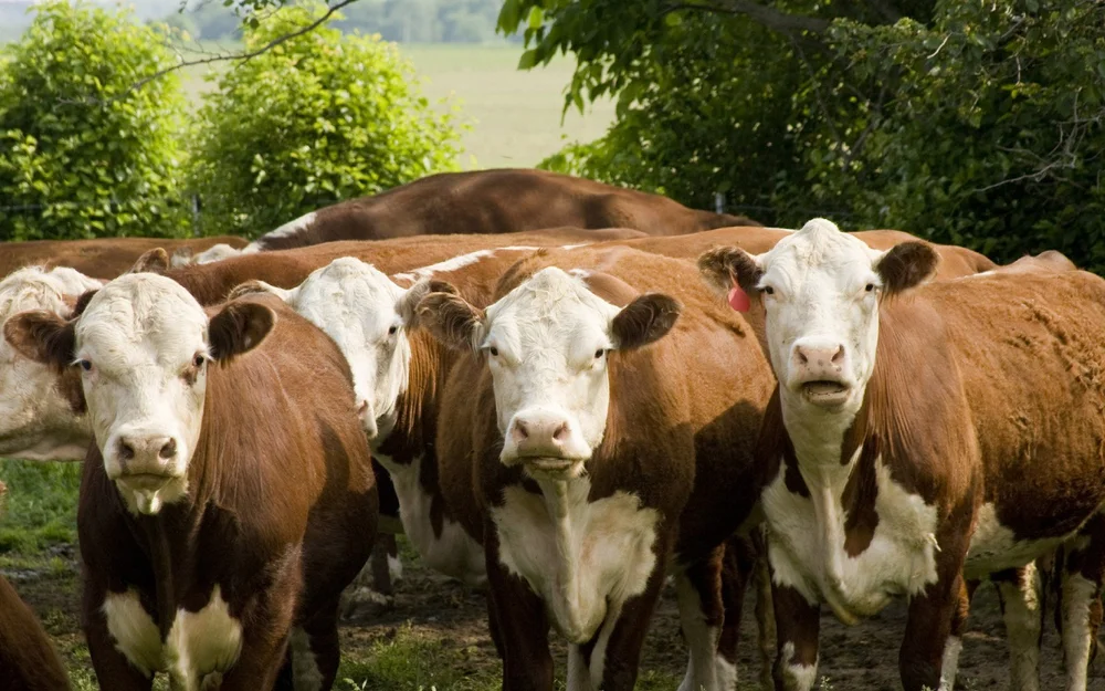 The 7 Most Popular Cattle Breeds in Texas