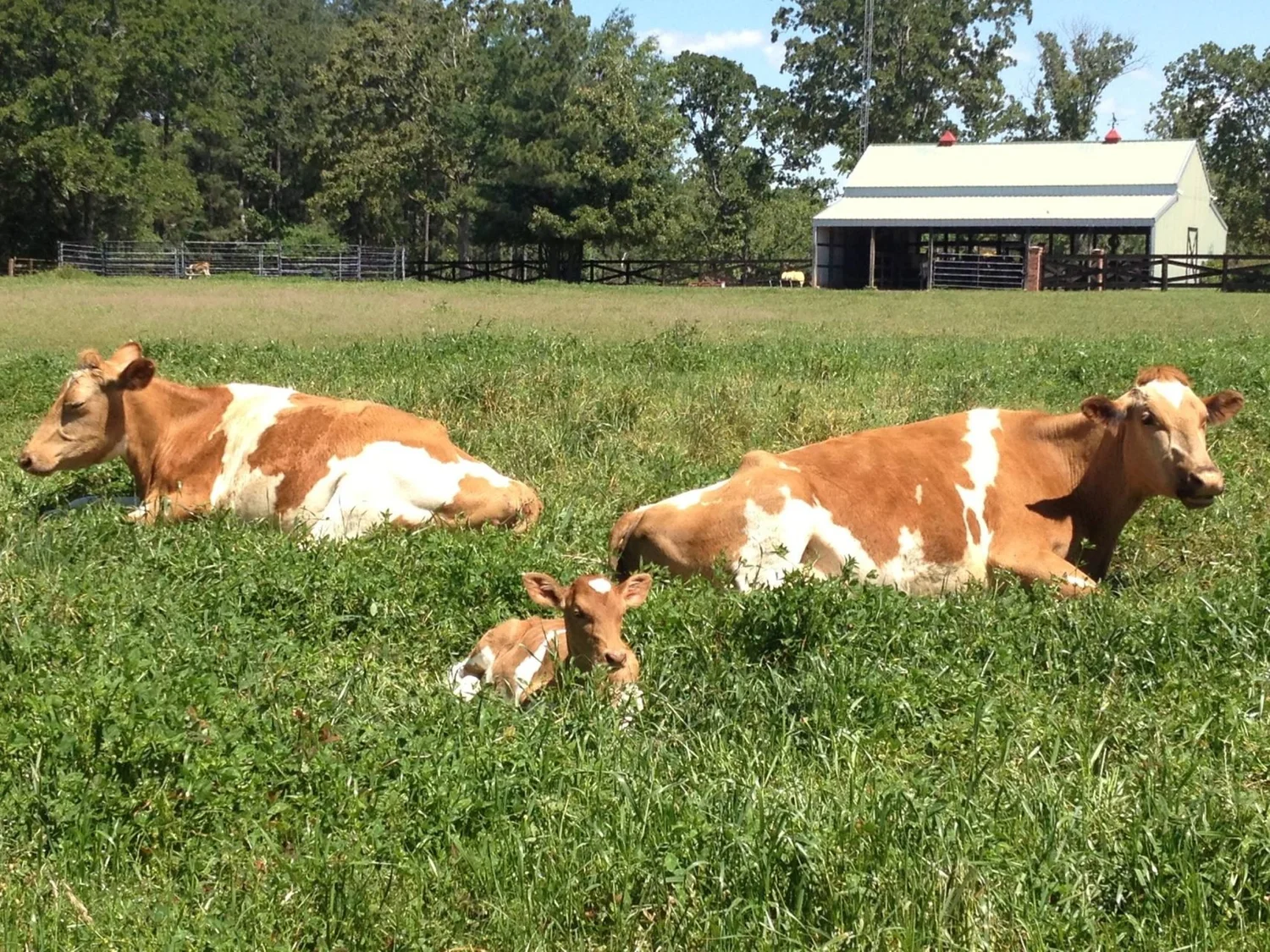 Discovering 5 Texas Raw Milk Dairy Farms Offering Hormone-Free Milk