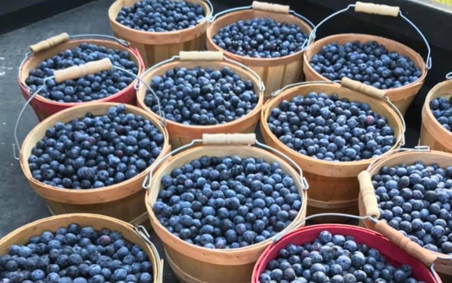 Best Texas U-Pick Farms For Blueberry Picking | Family Fun!