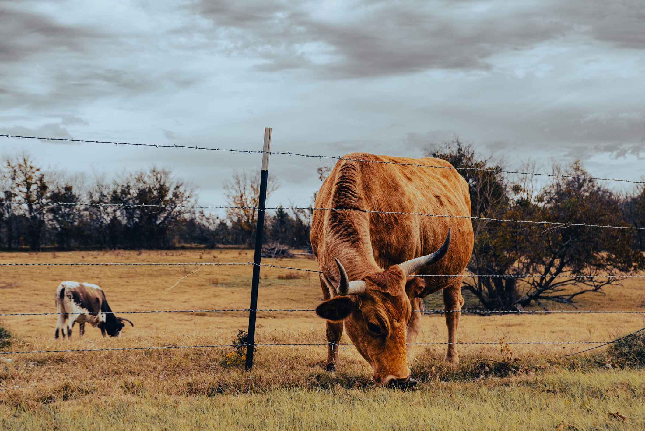 Creating an Optimal Cattle Pasture: Your Expert Guide