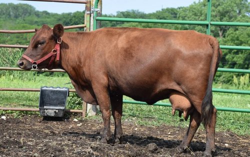 Raising Dexter Cattle: A Comprehensive Guide for Beginners