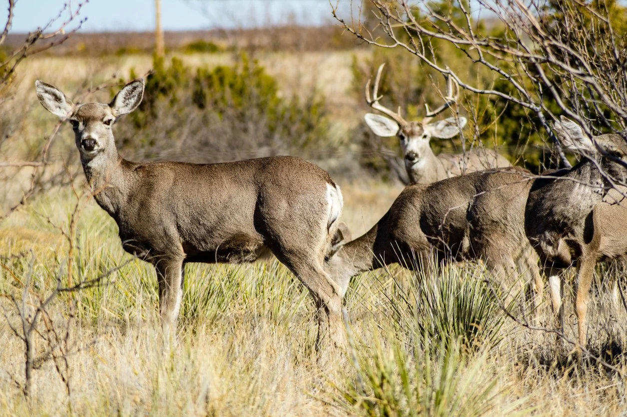 The Texas Bow Hunting Guide | Get Ready For an Exciting Adventure
