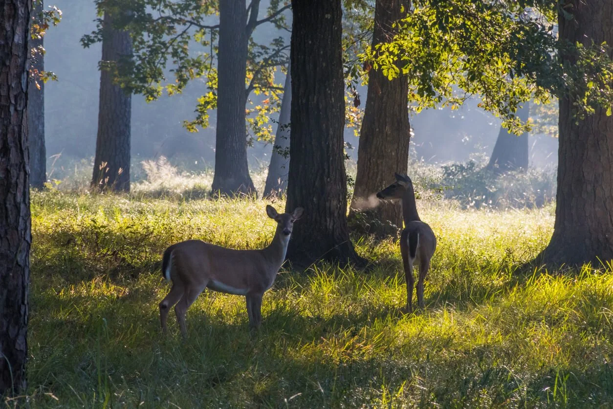 Texas Deer Hunt Guide: Everything You Need to Know | The Ultimate Resource