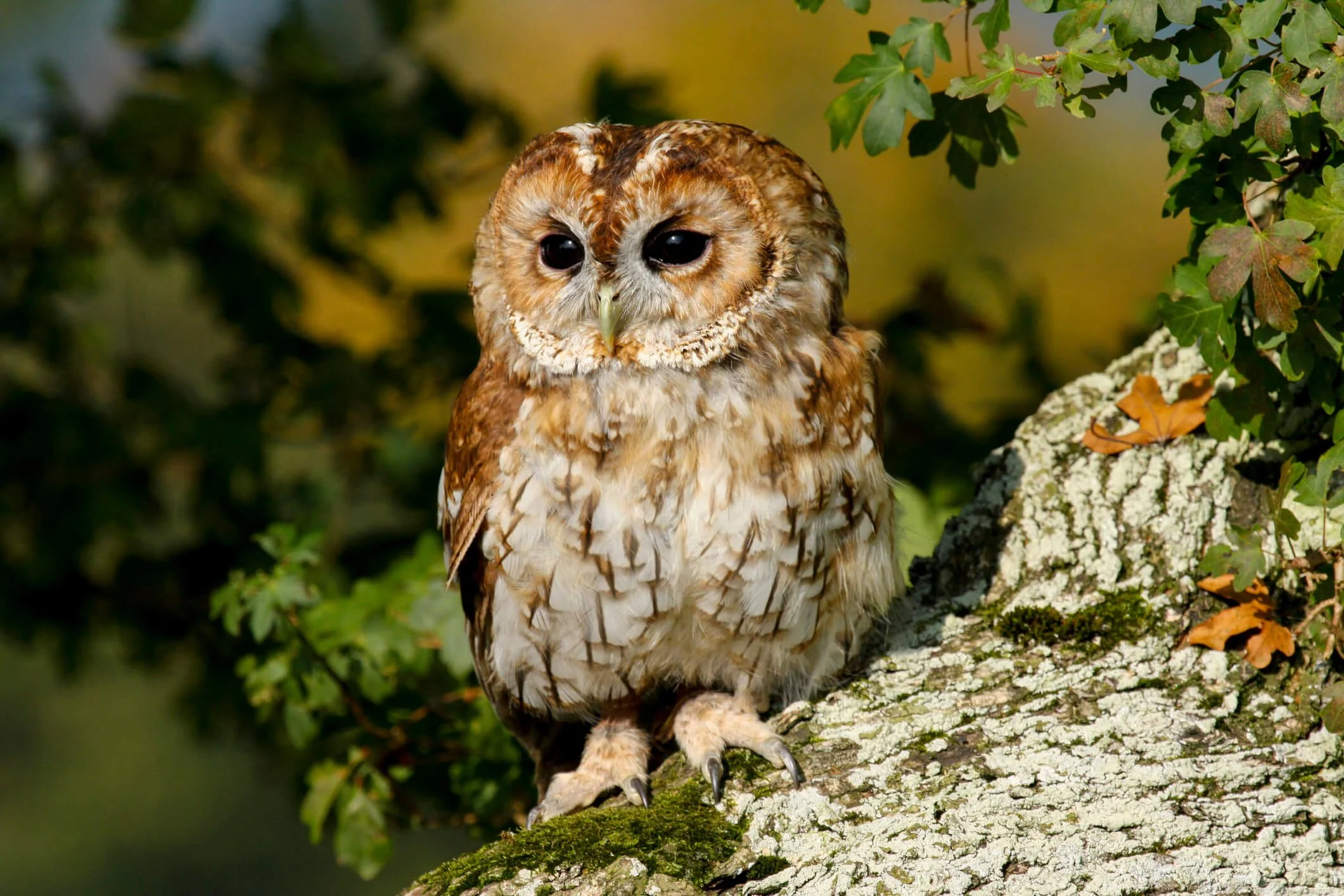 Attracting Owls to Your Yard: Practical Tips